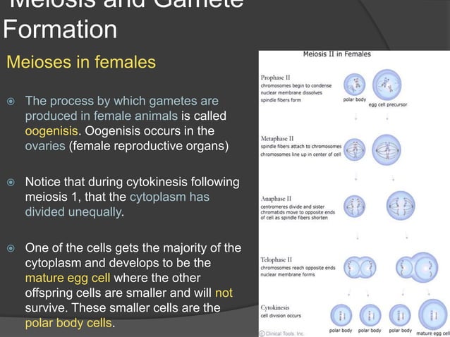 Meiosis and reproduction | PPT