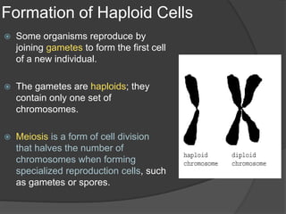 Meiosis and reproduction | PPT