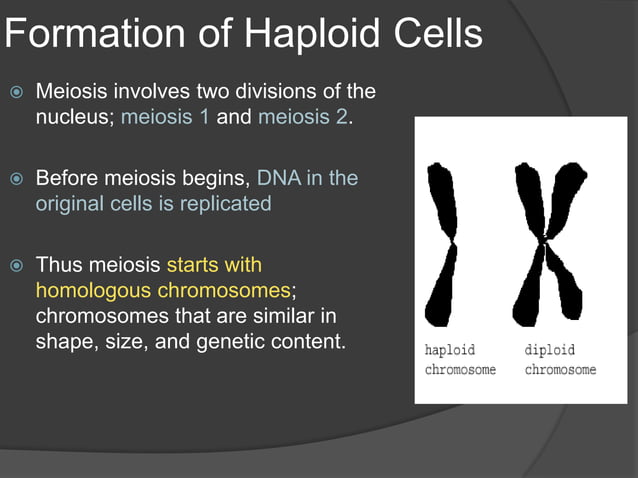 Meiosis and reproduction | PPT