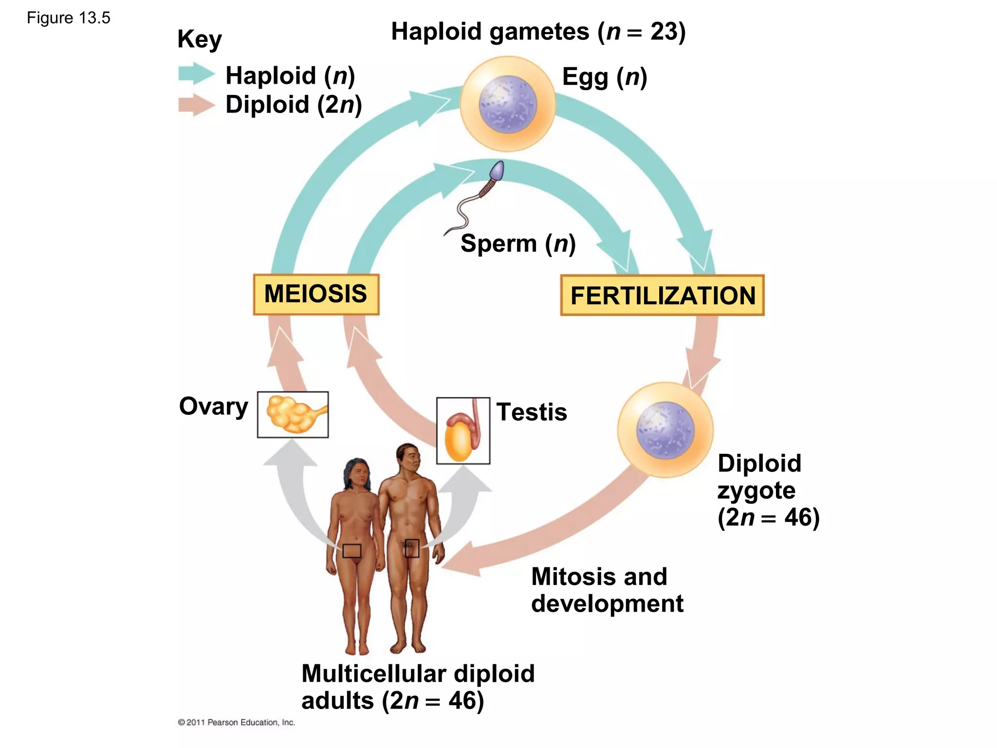 Meiosis and sexual life cycle | PPT
