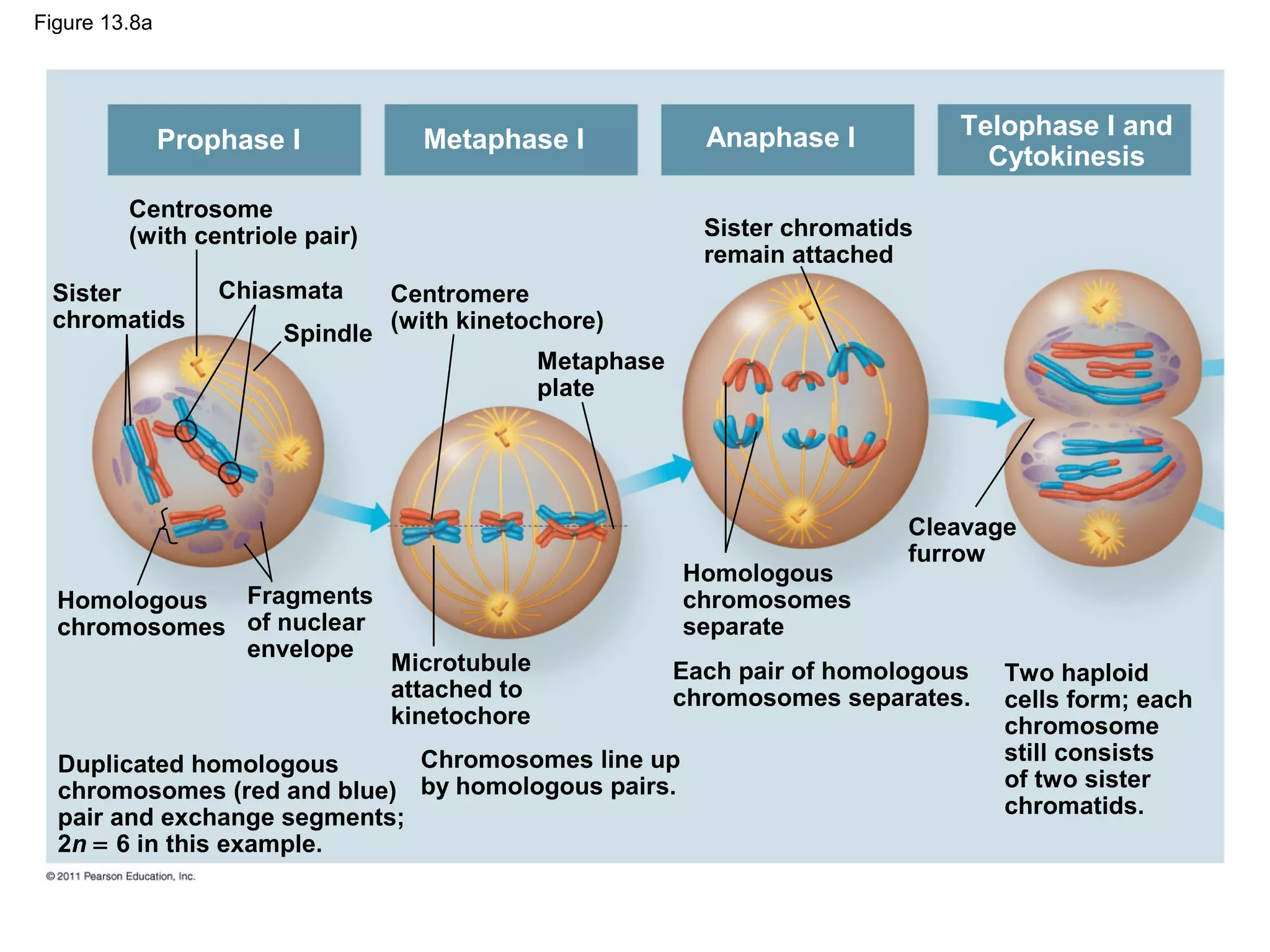Meiosis and sexual life cycle | PPT