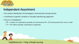 Meiosis and Sexual Reproduction | PPTX