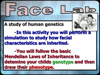 Meiosis And Variation (Potato Head) | PPT