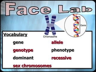 Meiosis And Variation (Potato Head) | PPT