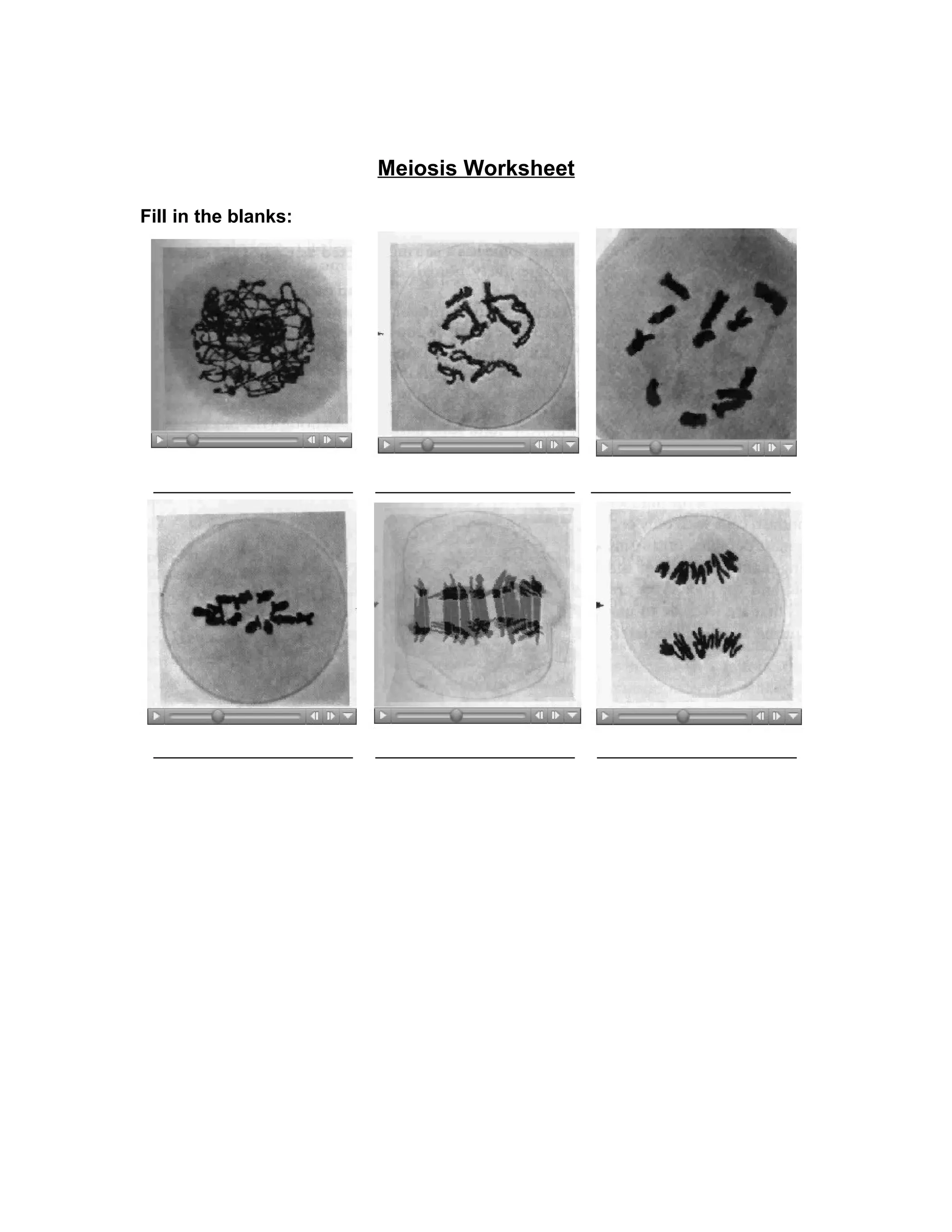 Meiosis animation + microscopy + interactive game worksheet | DOC