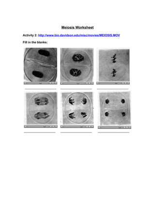Meiosis animation + microscopy + interactive game worksheet | DOC