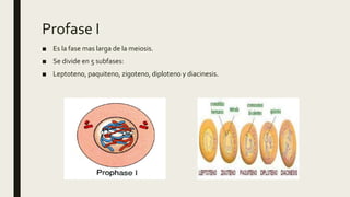 Meiosis | PPTX
