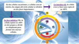 Ciclo Celular. Interfase. Mitosis. Meiosis. Puntos de control | PPTX