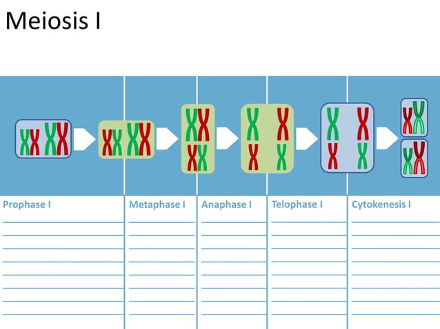 Meiosis Presentation | PPT