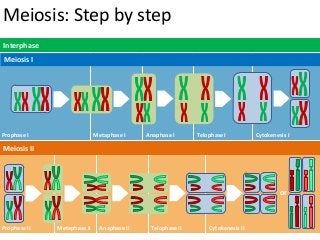 Meiosis Presentation | PDF