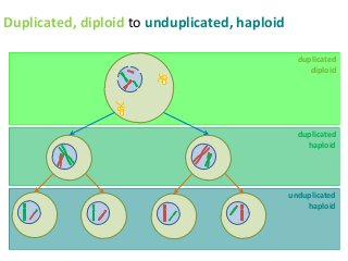 Meiosis Presentation | PDF