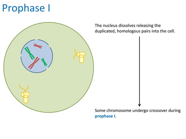 Meiosis Presentation | PPT