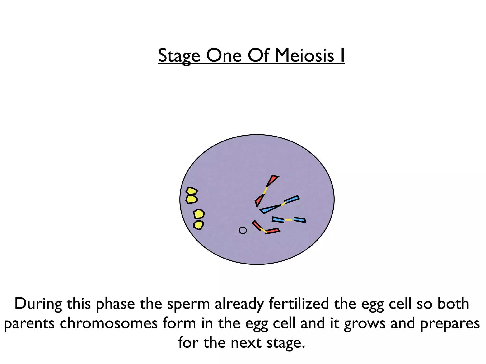 Meiosis digital flipbook | KEY