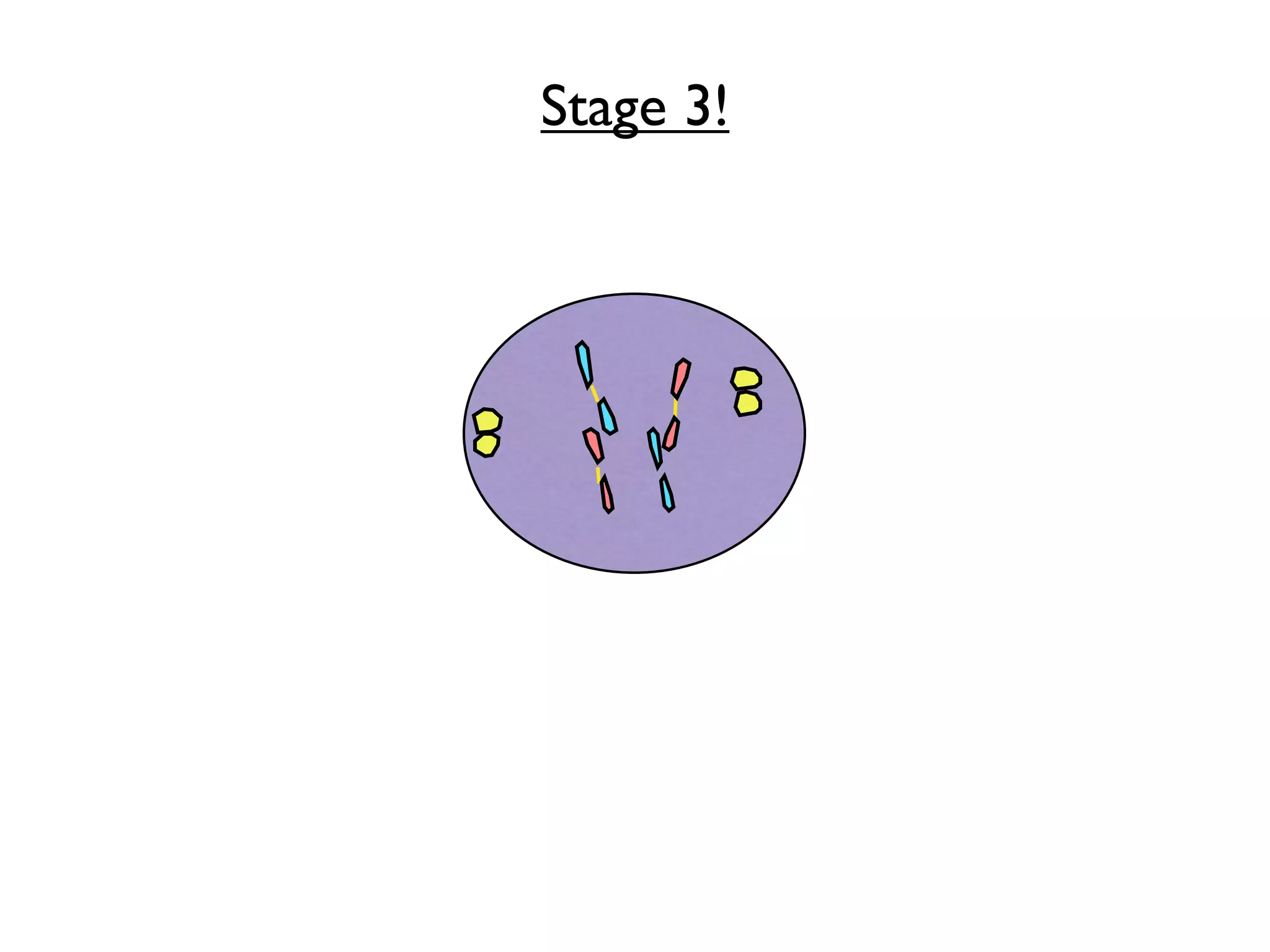 Meiosis digital flipbook | KEY