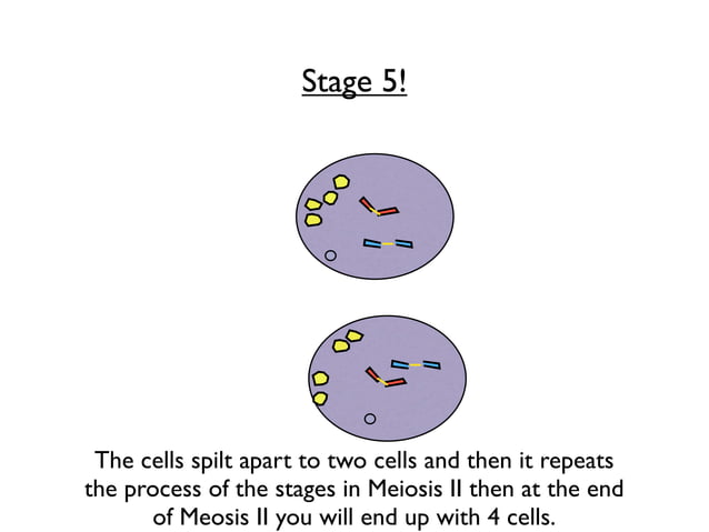 Meiosis digital flipbook | KEY