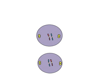 Meiosis digital flipbook | KEY
