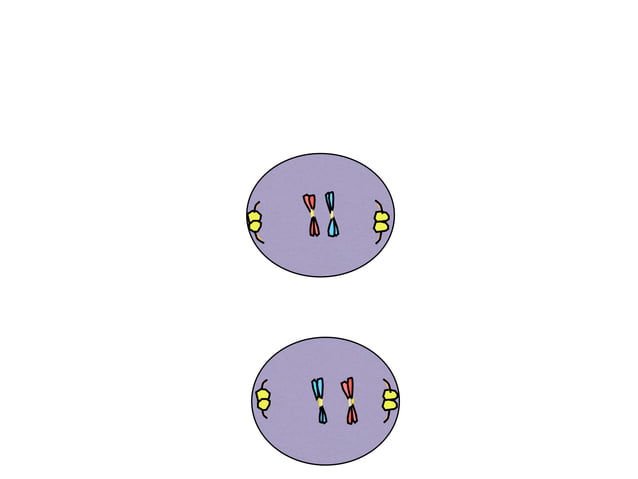 Meiosis digital flipbook | KEY