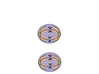 Meiosis digital flipbook | KEY