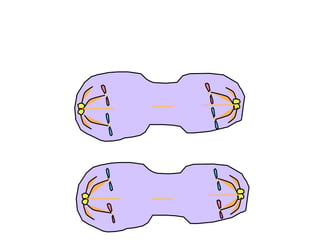 Meiosis digital flipbook | KEY