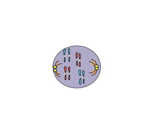 Meiosis digital flipbook | KEY