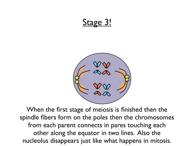 Meiosis digital flipbook | KEY