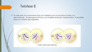 reproducción sexual Meiosis | PPTX