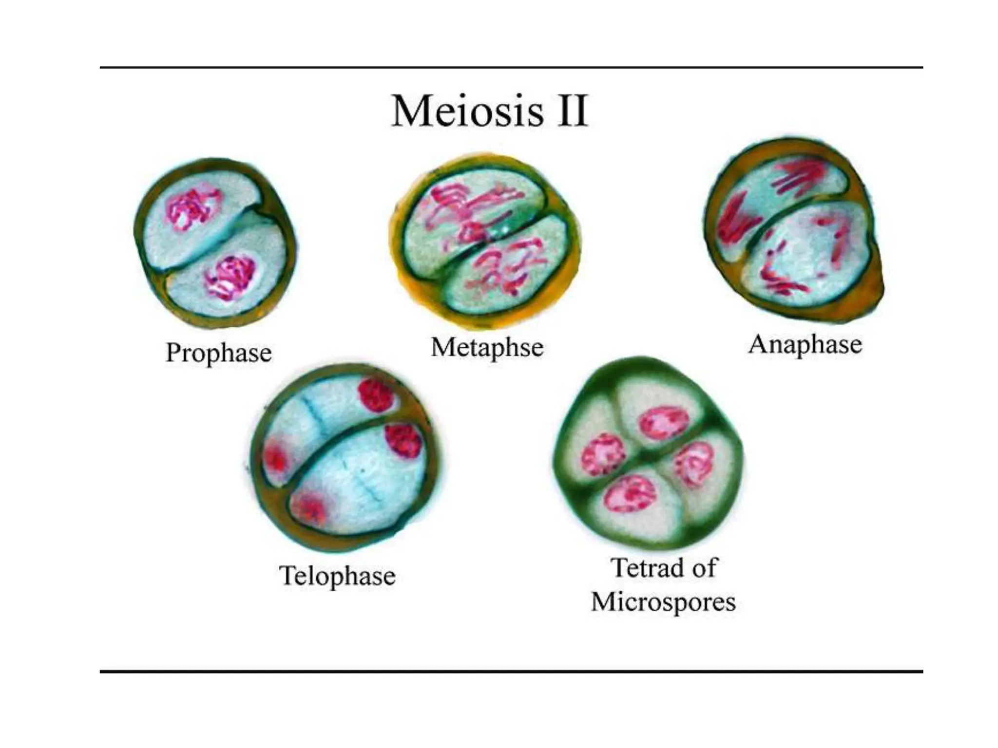 MEIOSIS ppt for bsc first year life science botany zoology | PPTX