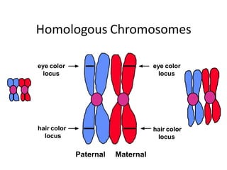 MEIOSIS ppt for bsc first year life science botany zoology | PPTX