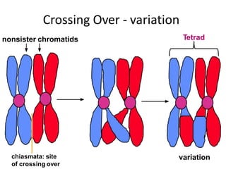 MEIOSIS ppt for bsc first year life science botany zoology | PPTX