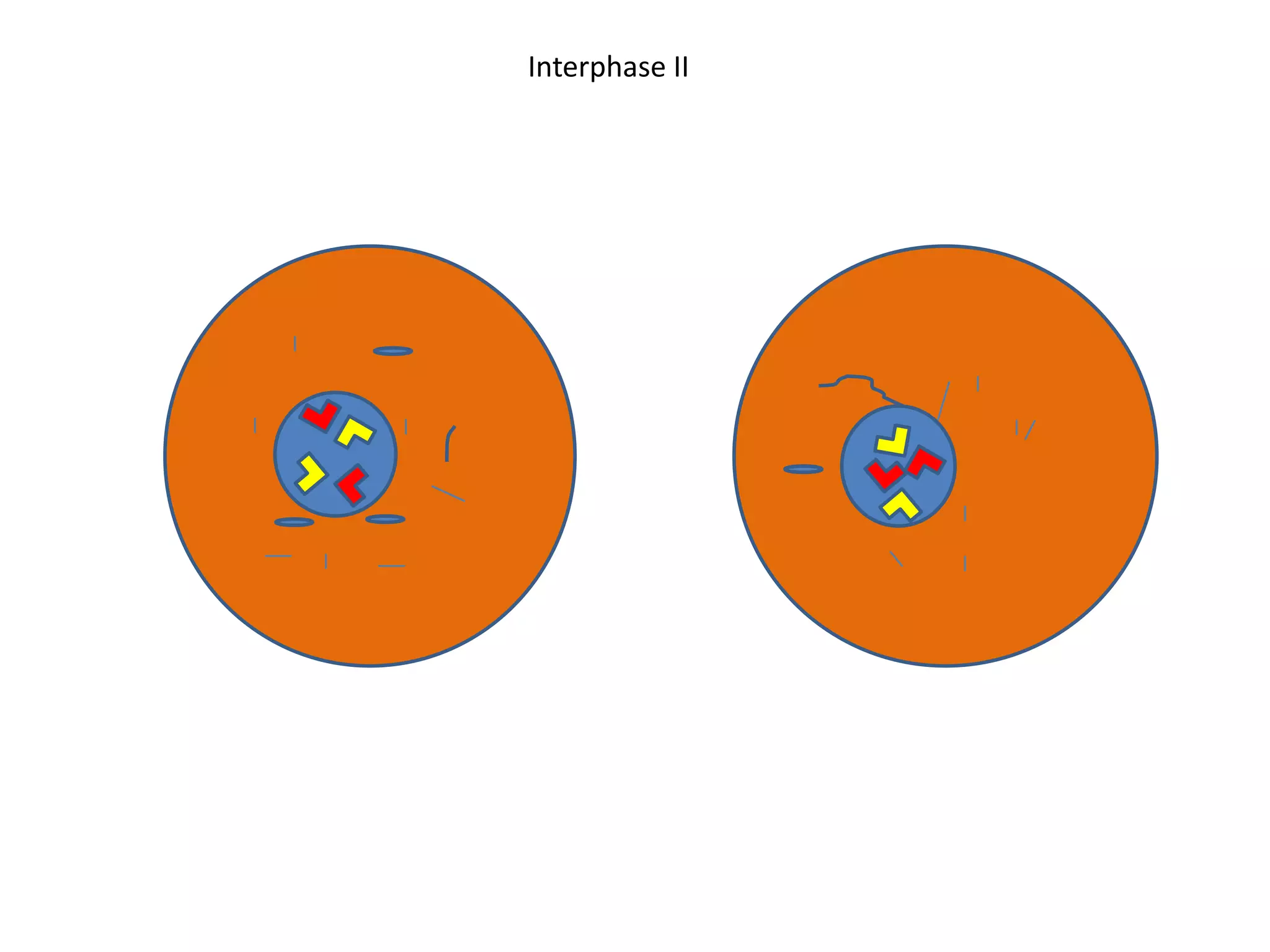 Meiosis flipbook | PPTX