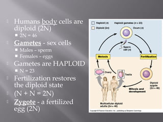 Meiosisformoodle2013 14-140122101626-phpapp02 | PPT