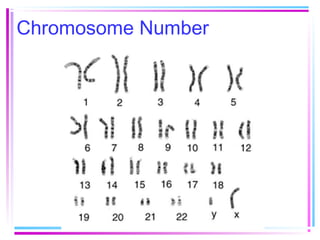 Meiosis for moodle 2013 14 | PPT