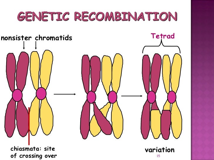 Meiosis gamete production with turning point