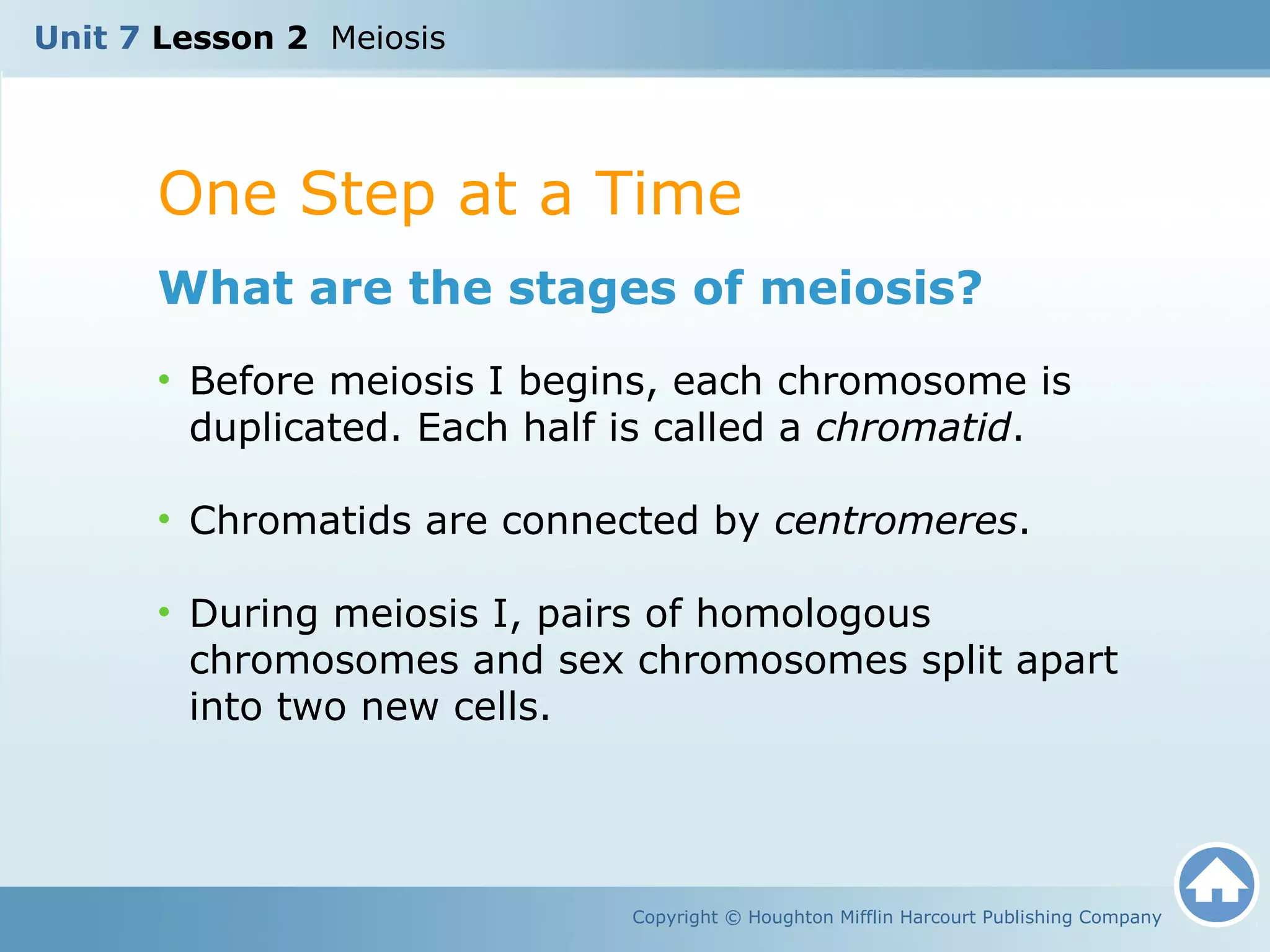 Meiosis grade 8 | PPT