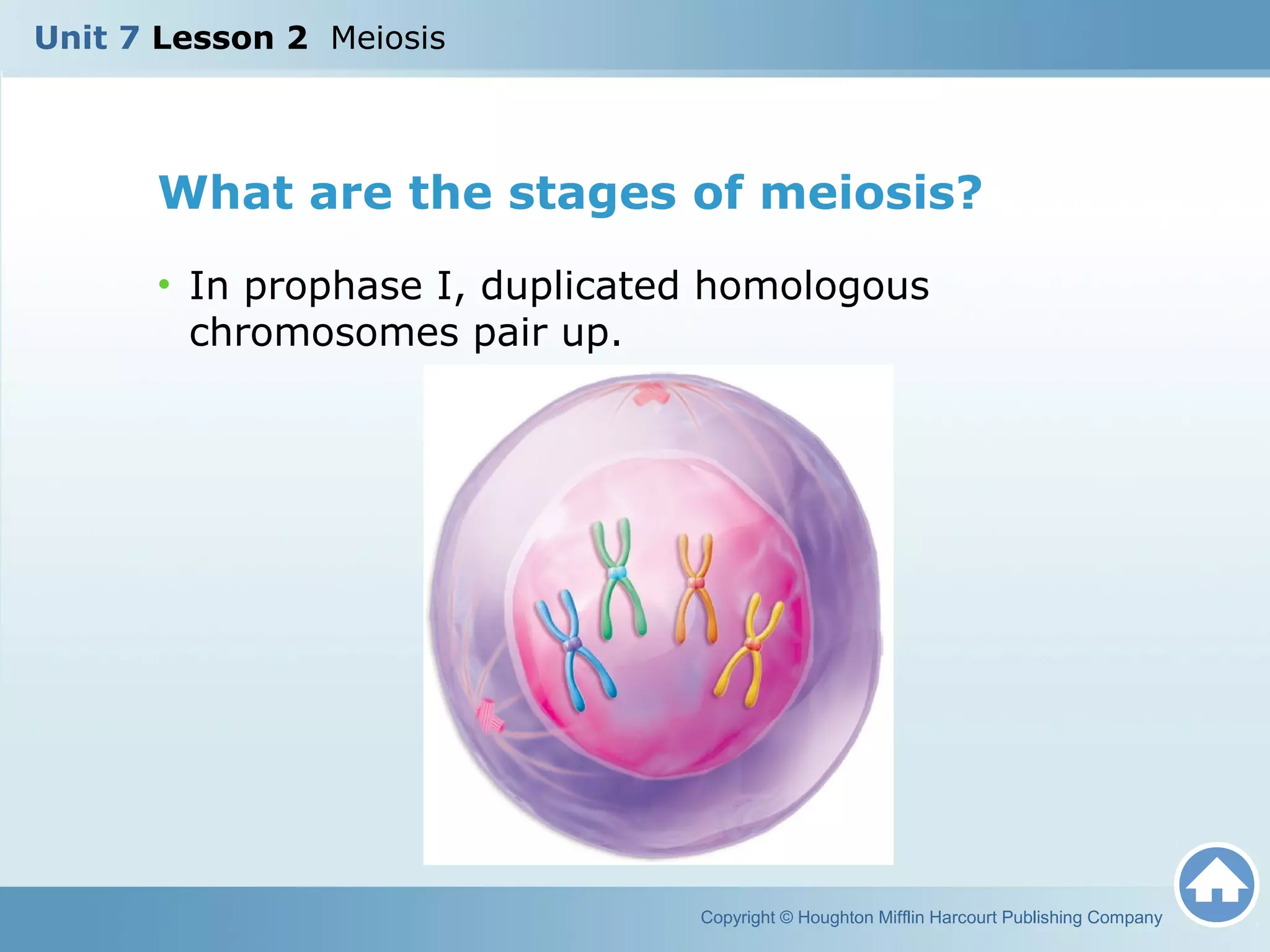 Meiosis grade 8 | PPT