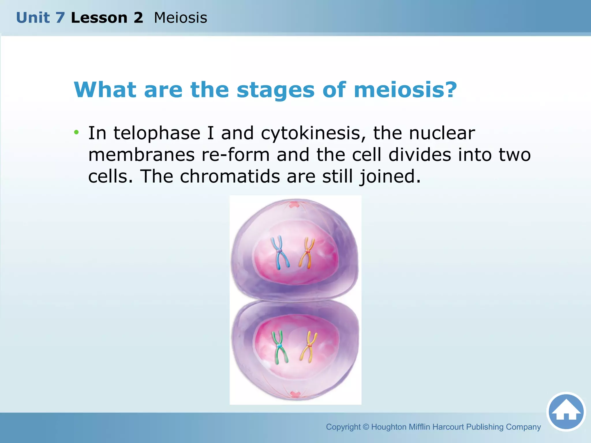 Meiosis grade 8 | PPT