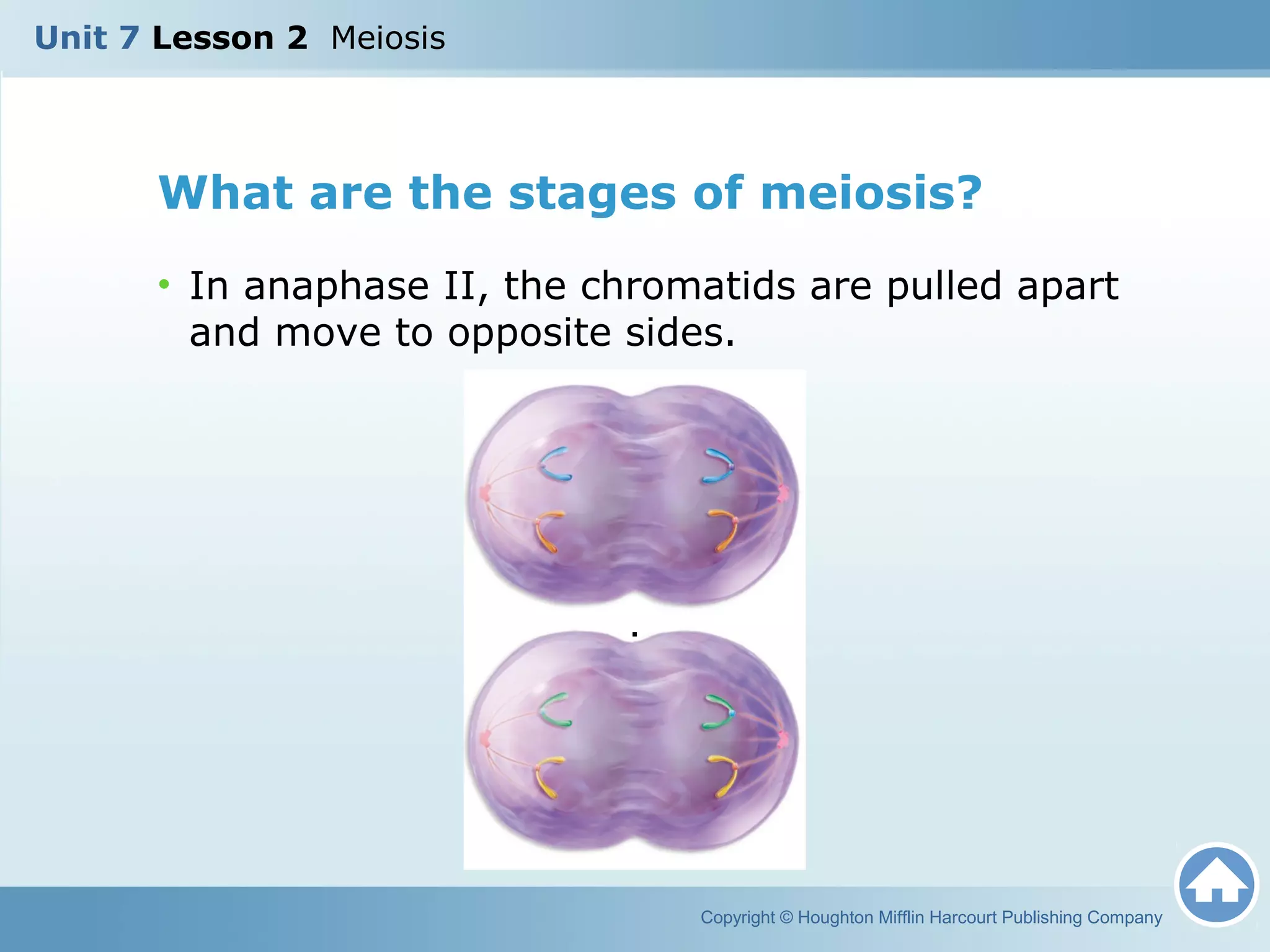 Meiosis grade 8 | PPT