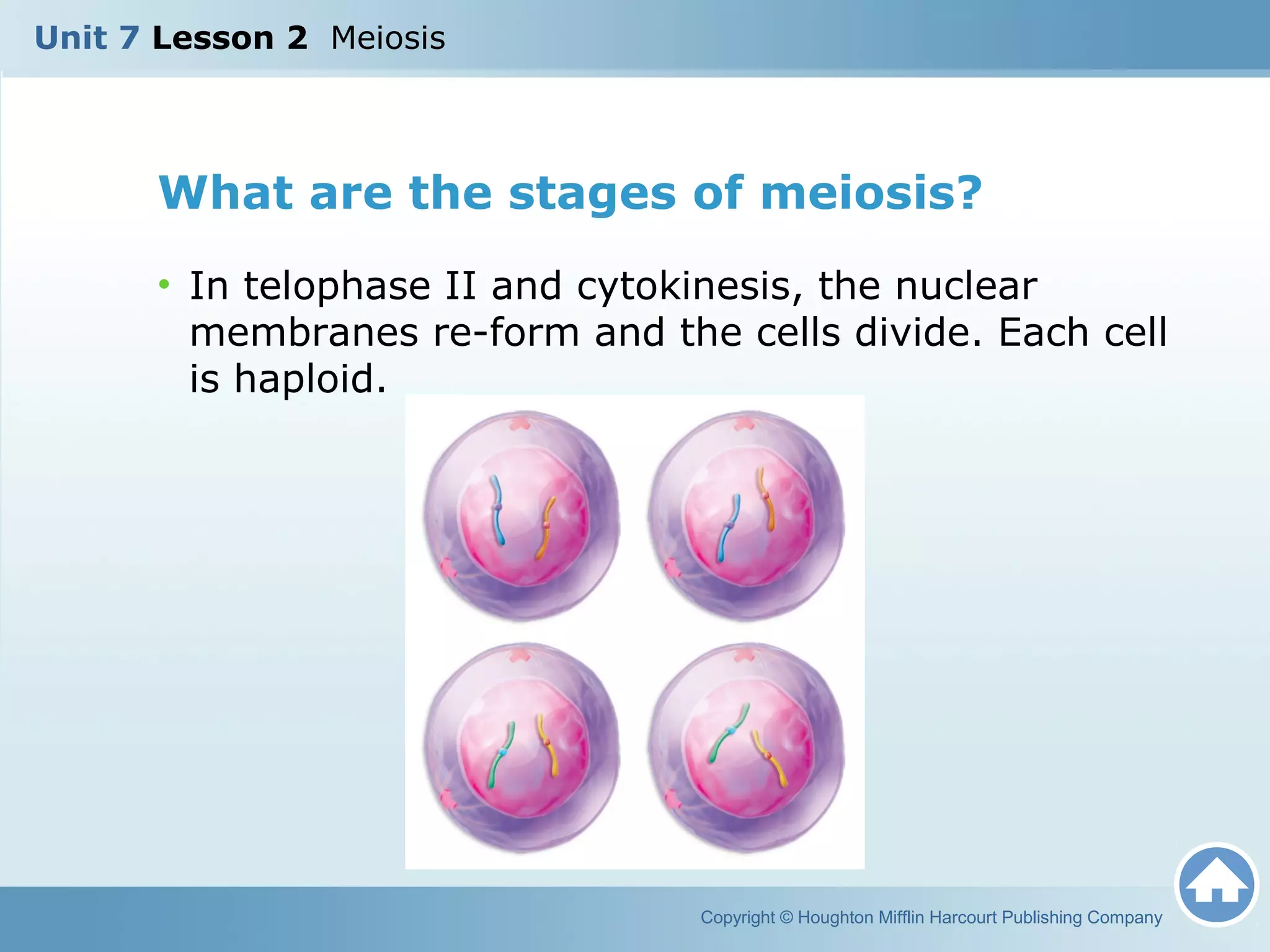 Meiosis grade 8 | PPT