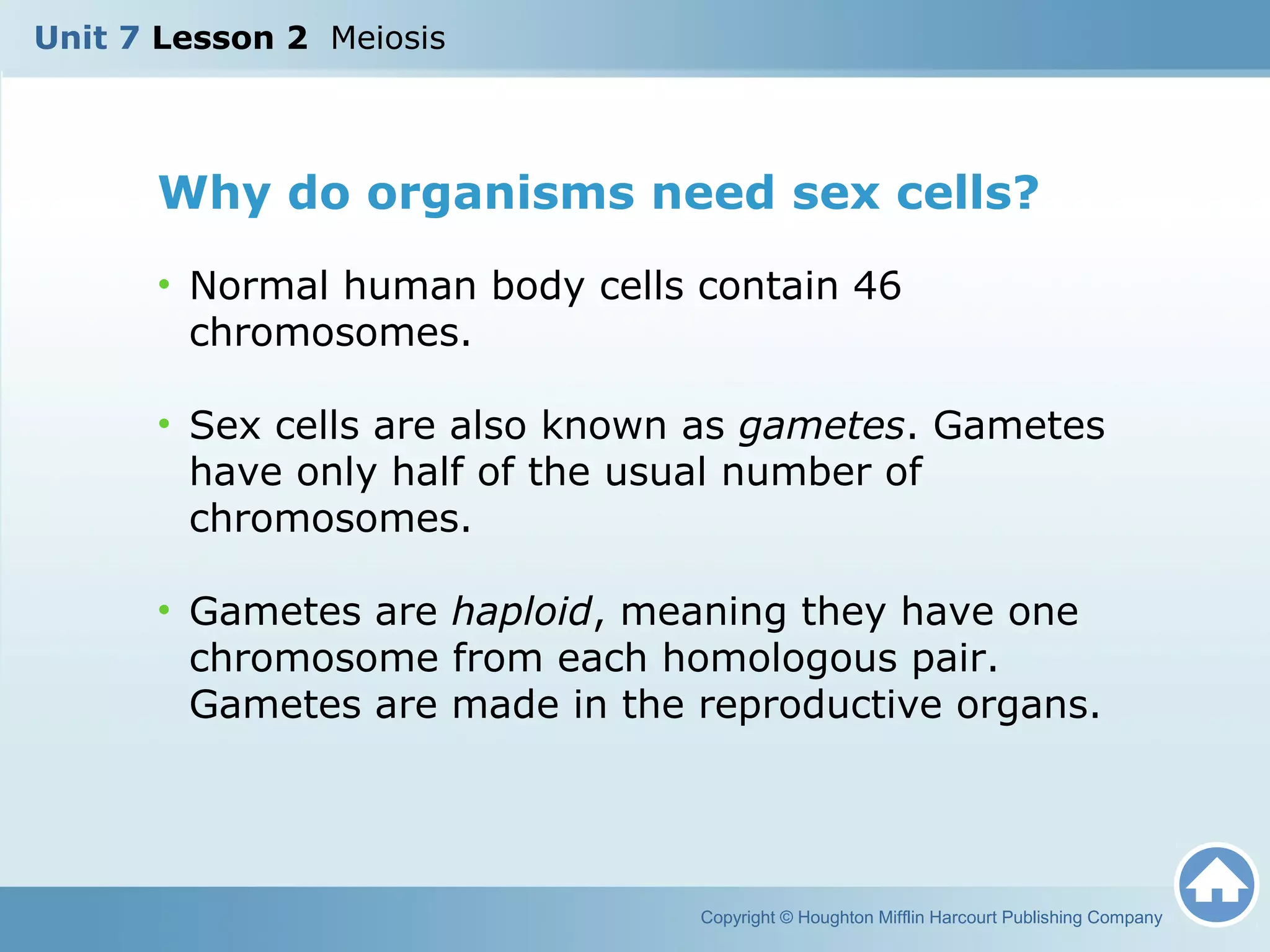 Meiosis grade 8 | PPT