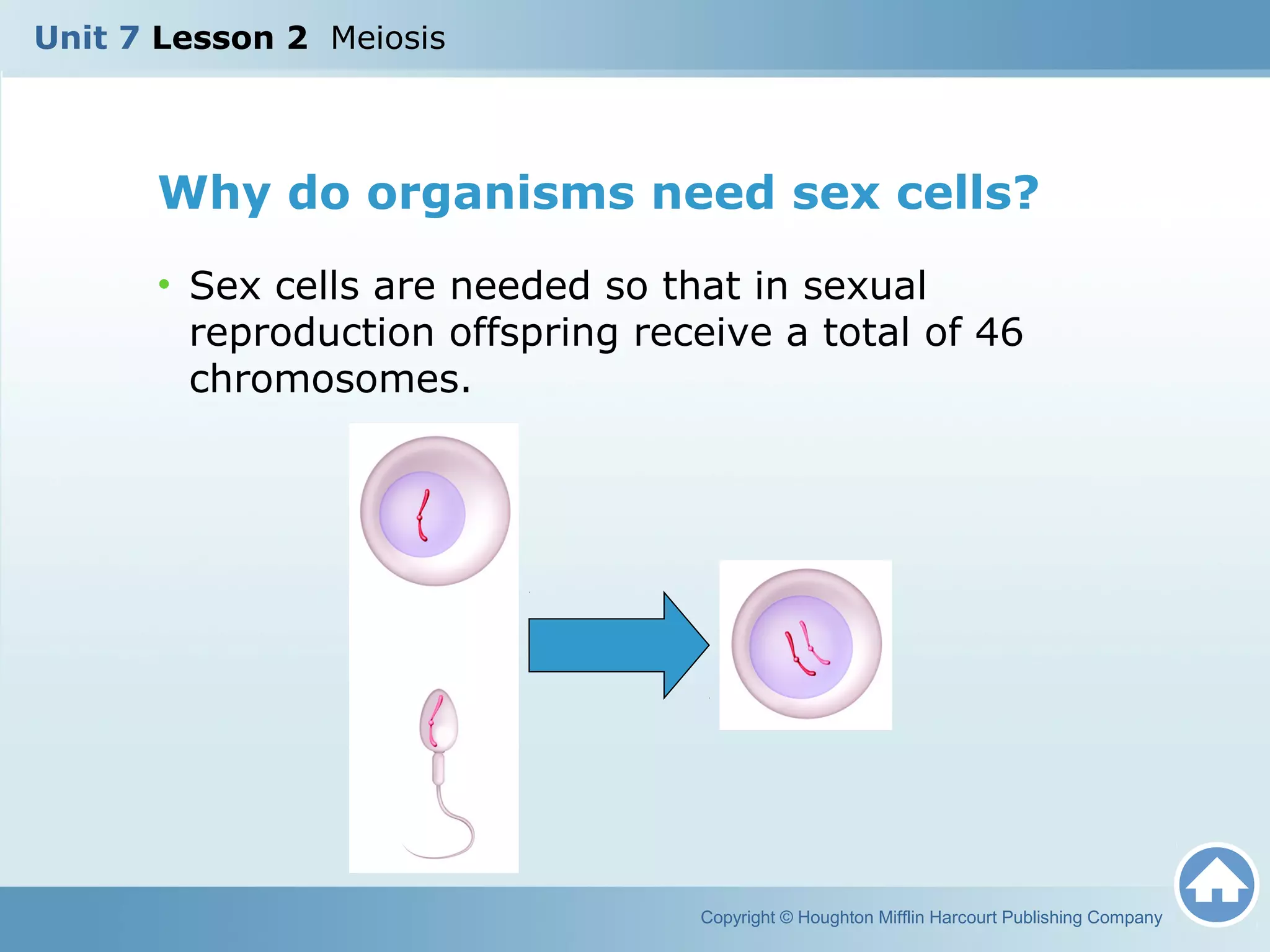 Meiosis grade 8 | PPT