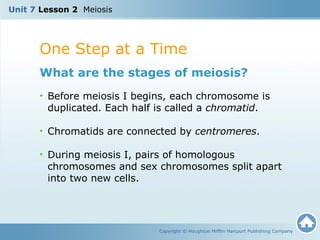 Meiosis grade 8 | PPT