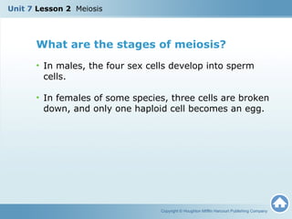 Meiosis grade 8 | PPT