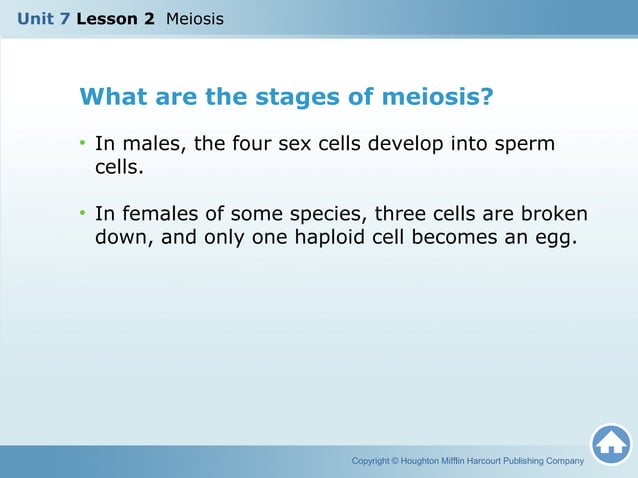 Meiosis grade 8 | PPT