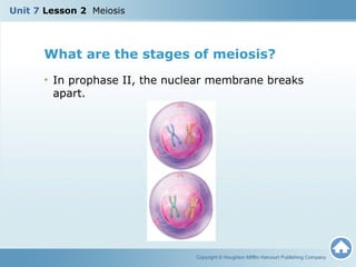 Meiosis grade 8 | PPT