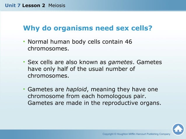 Meiosis grade 8 | PPT
