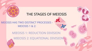 Cell Division: Meiosis Powerpoint Presentation.pptx