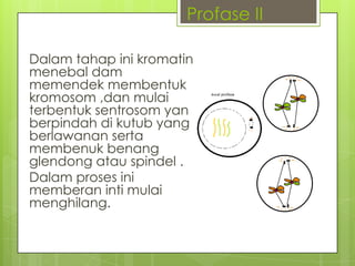 Meiosis 2 | PPTX