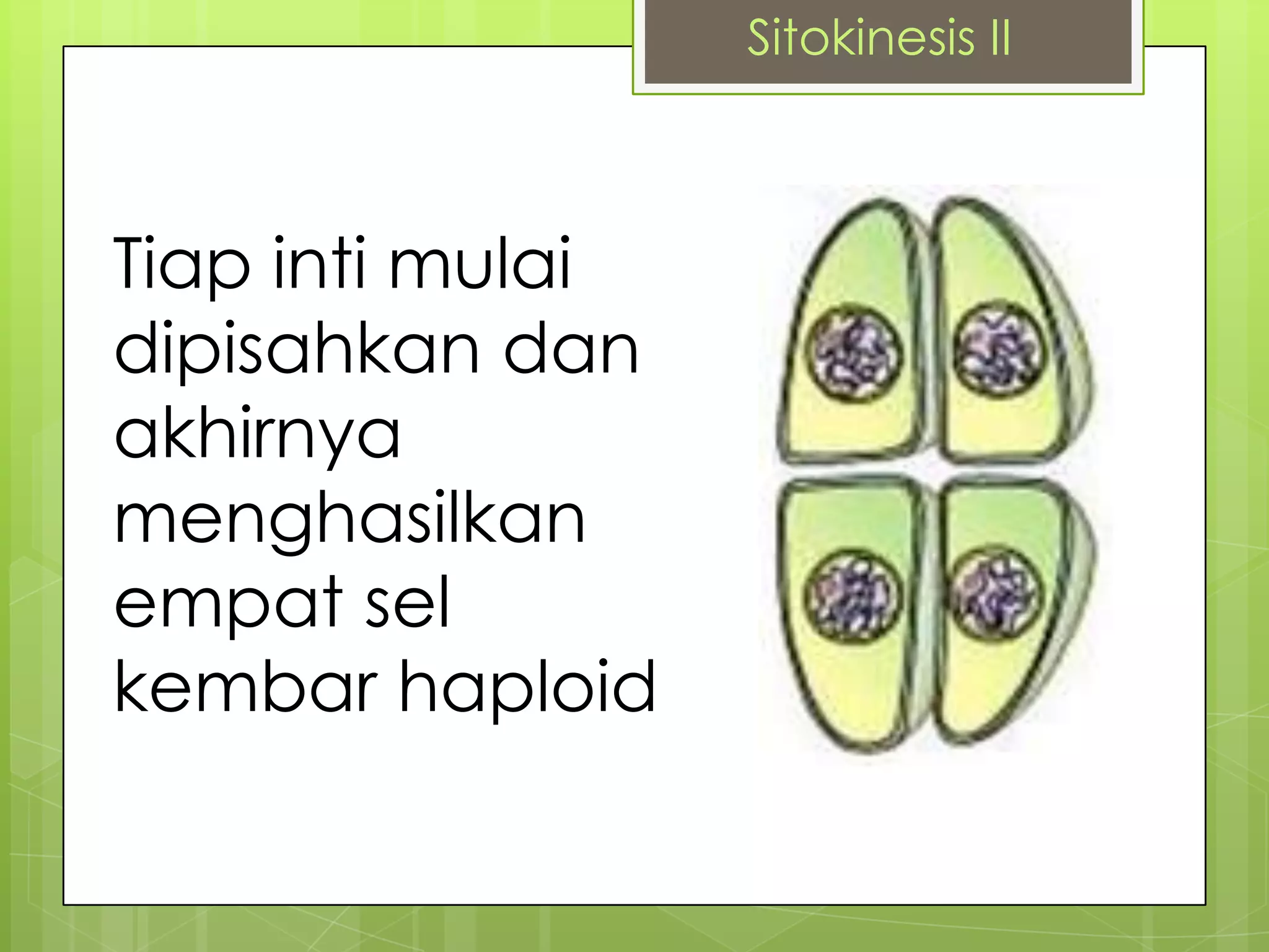 Meiosis ii | PPT