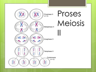 Meiosis ii | PPT
