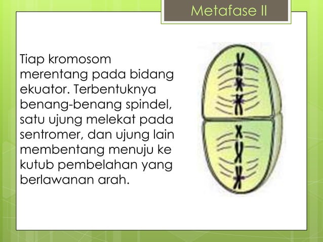 Meiosis ii | PPT